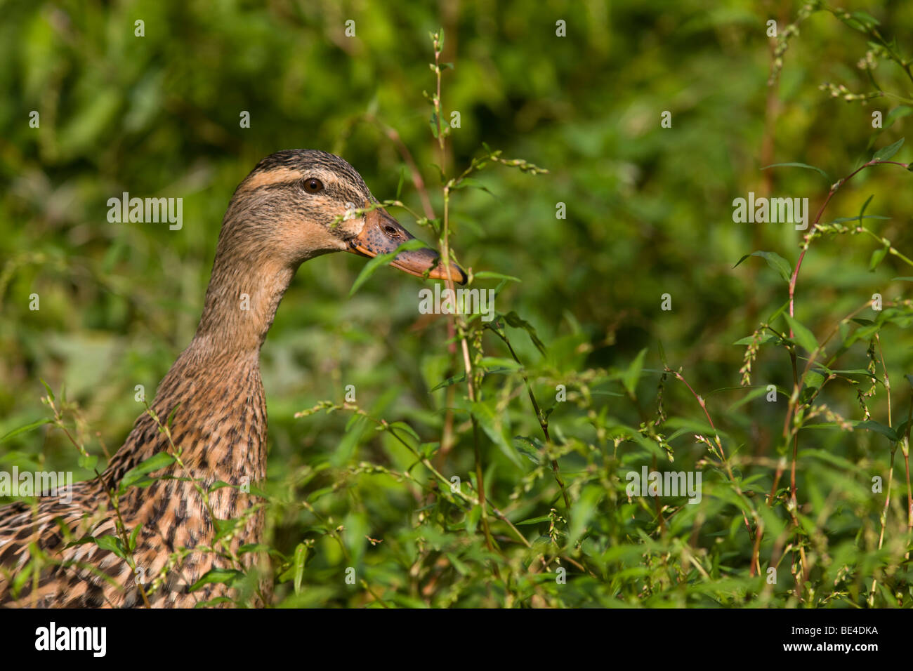 Hiding duck hi-res stock photography and images - Alamy