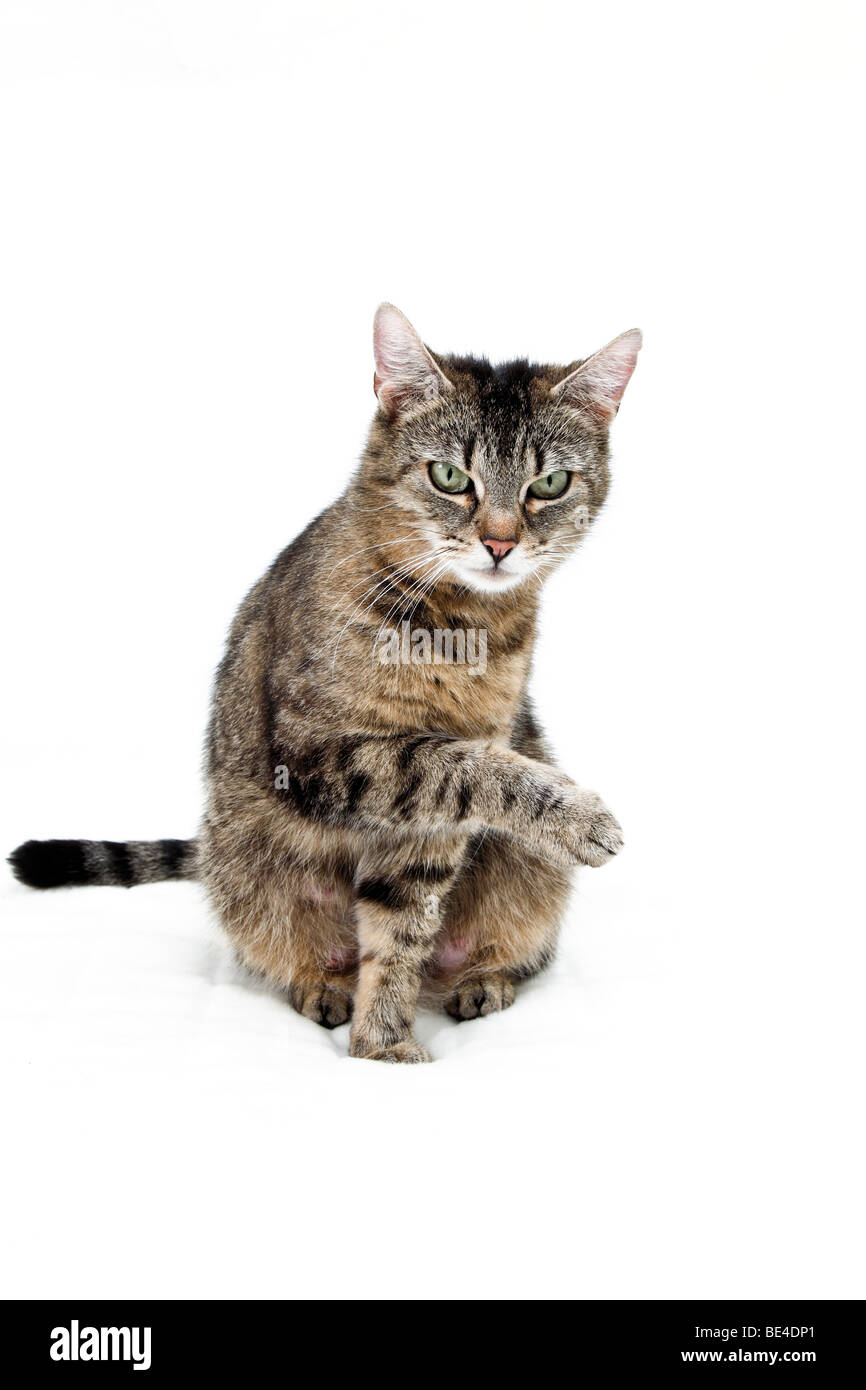 Sitzendes tier Cut Out Stock Images & Pictures - Alamy