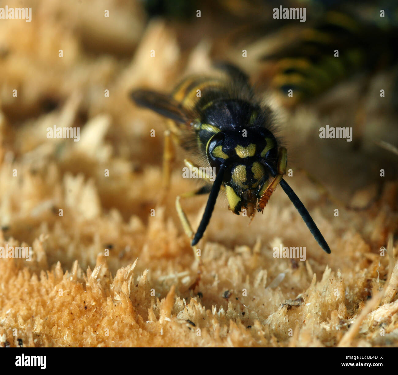Wasps insects close up drinking plant sap of cut wood tree stub Stock ...