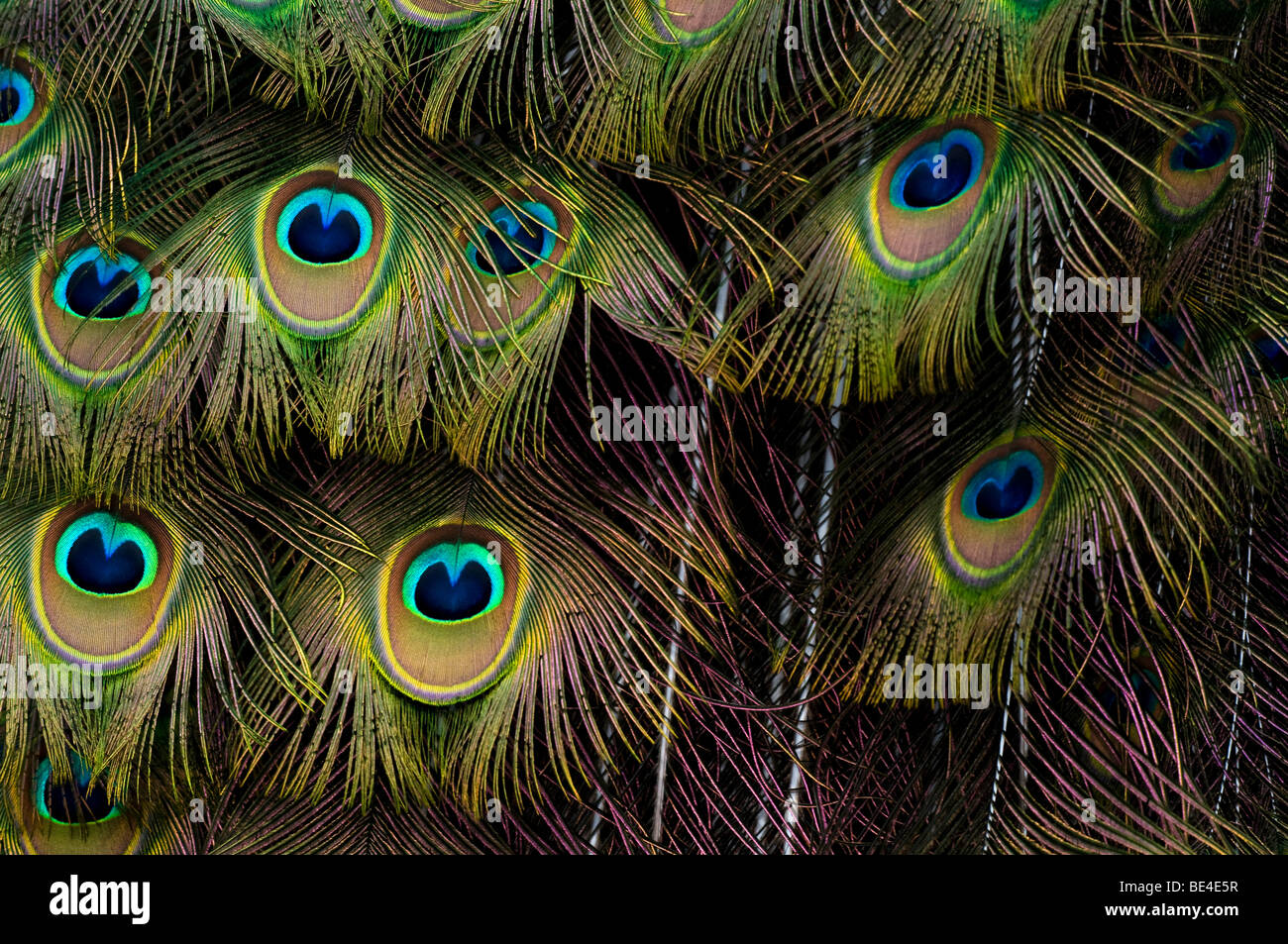 Peacocks exterior hi-res stock photography and images - Alamy