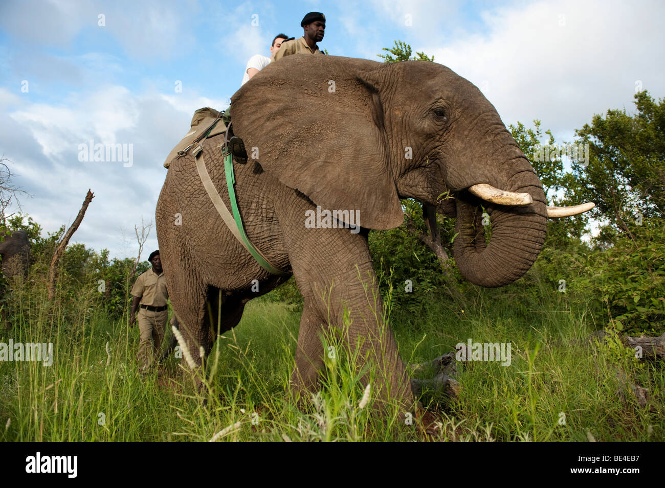 Elephant Back Safari, Kapama Game Reserve, Greater Kruger National Park ...