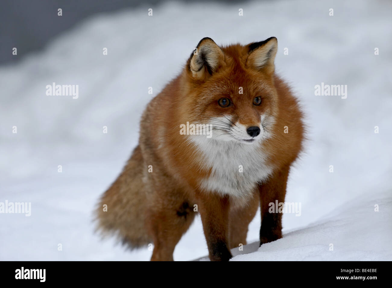 A red fox hunting for food in the snow Stock Photo - Alamy