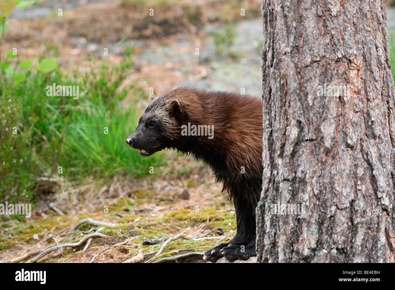 Wolverine or Glutton (Gulo gulo), Sweden, Europe Stock Photo - Alamy