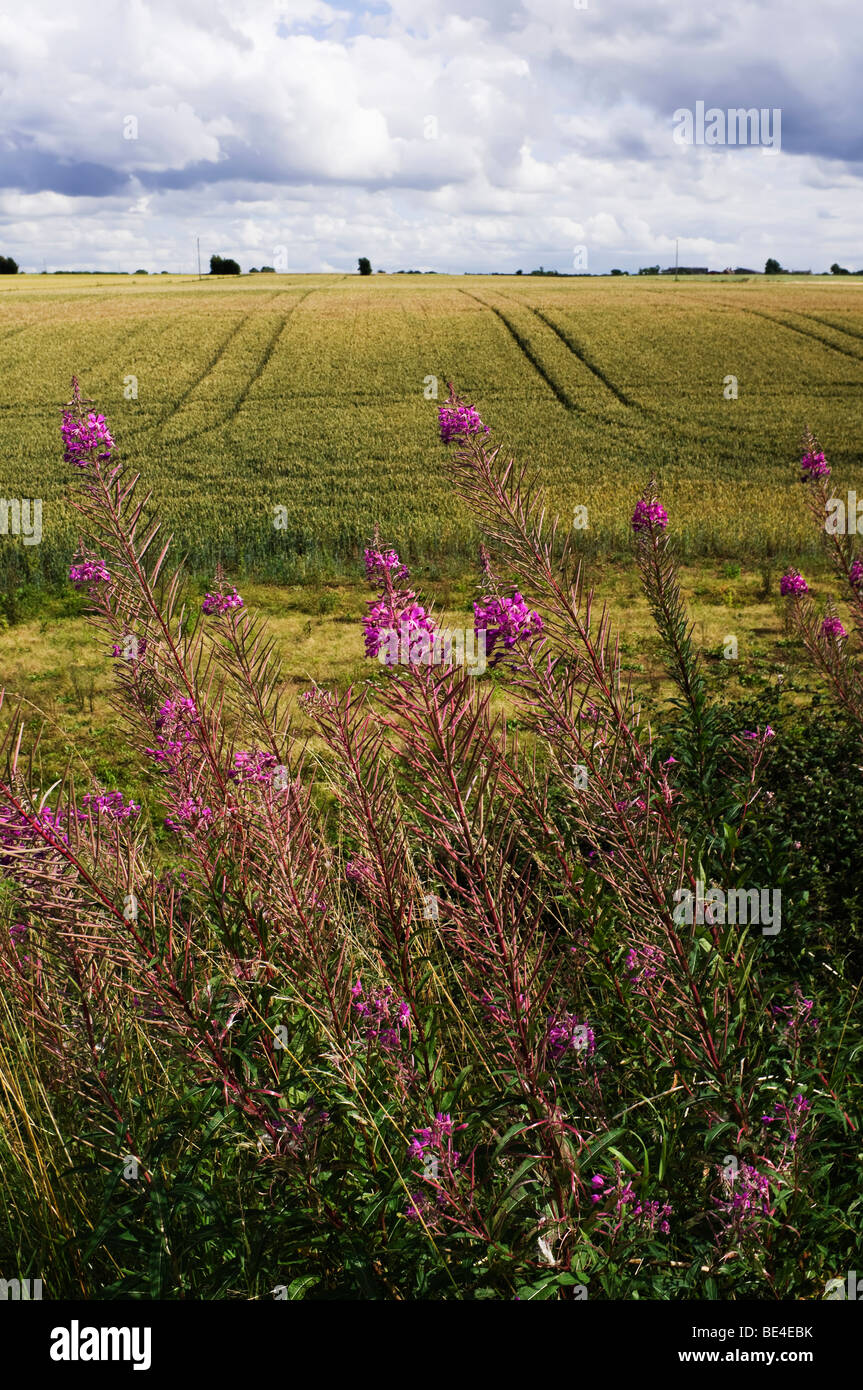 crops growing in a field Stock Photo - Alamy