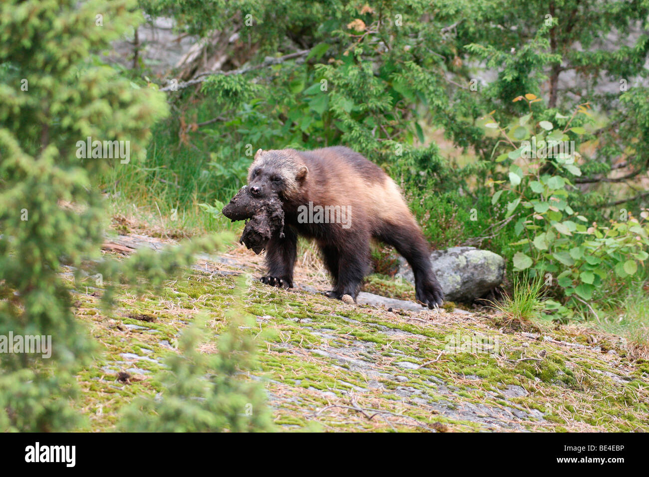 Wolverine or Glutton (Gulo gulo), Sweden, Europe Stock Photo - Alamy
