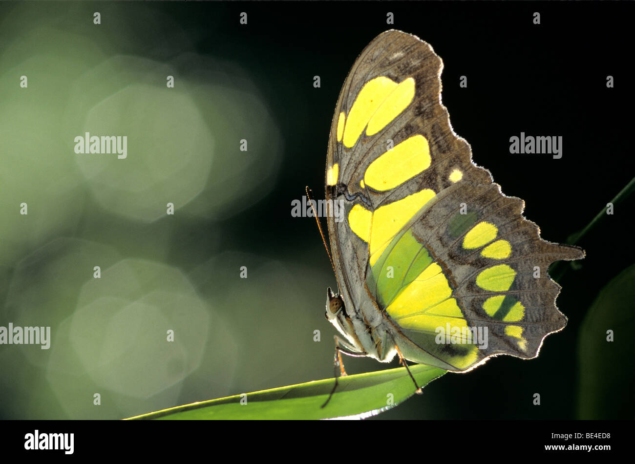 Metamorpha hi-res stock photography and images - Alamy