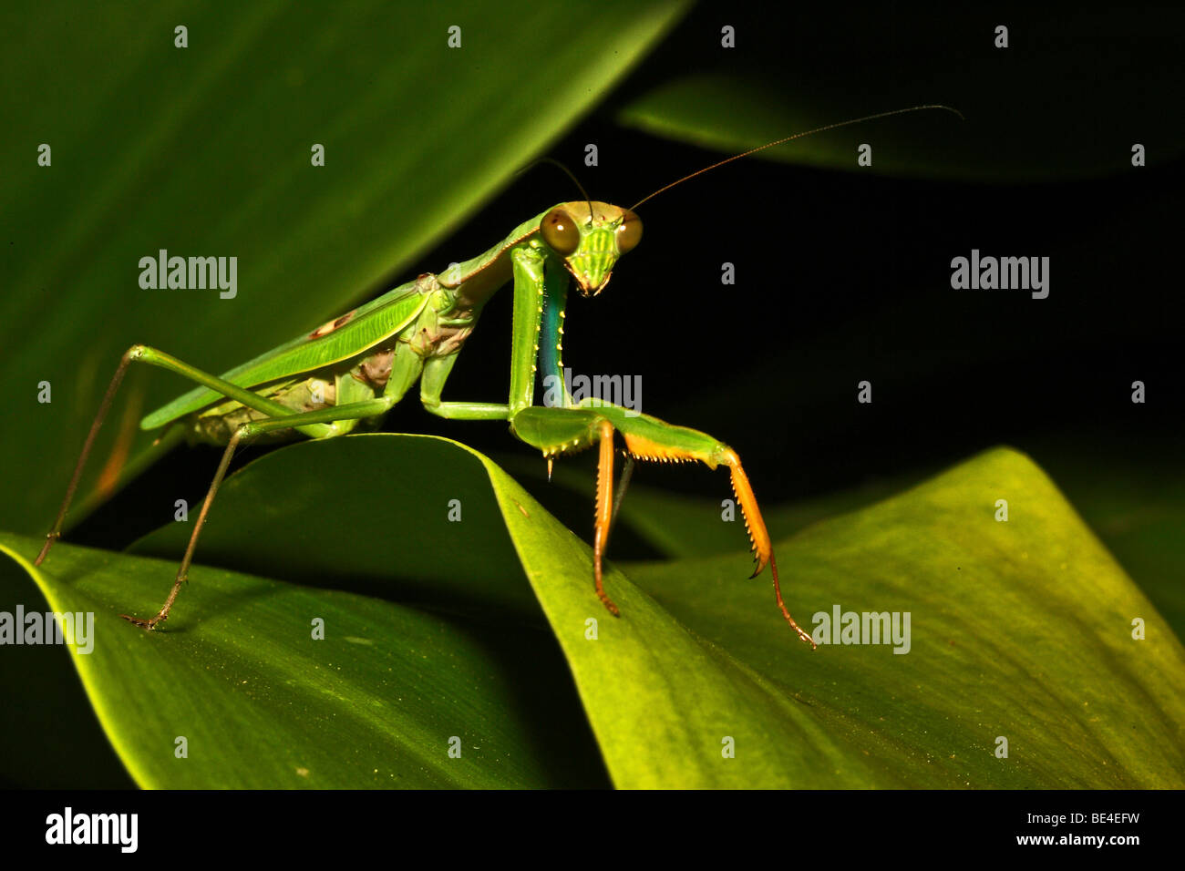 Mantis religiosa spec hi-res stock photography and images - Alamy