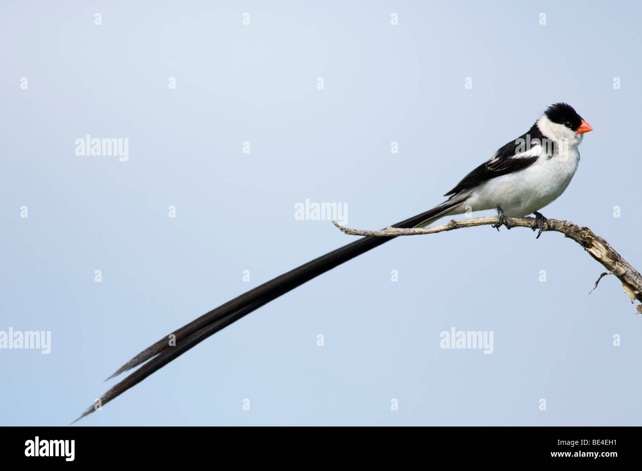 Pin-tailed whydah, Vidua macroura, Kruger National Park, South Africa ...