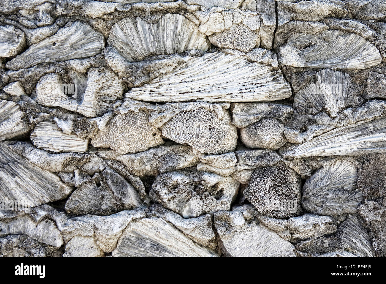 Coral Stone Wall Maldives