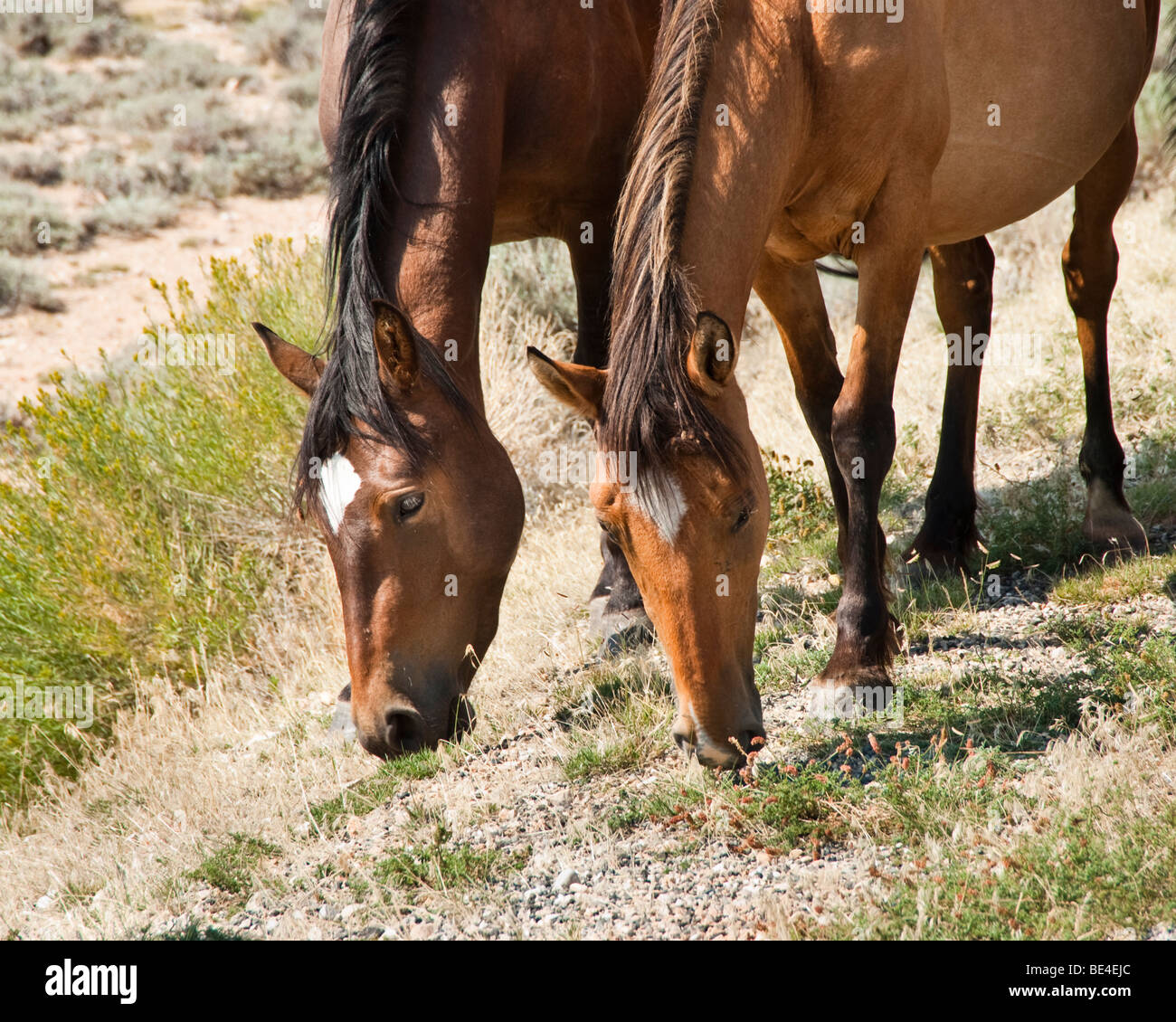 free roaming mustangs in the Pryor Mountain wild horse range in Wyoming ...