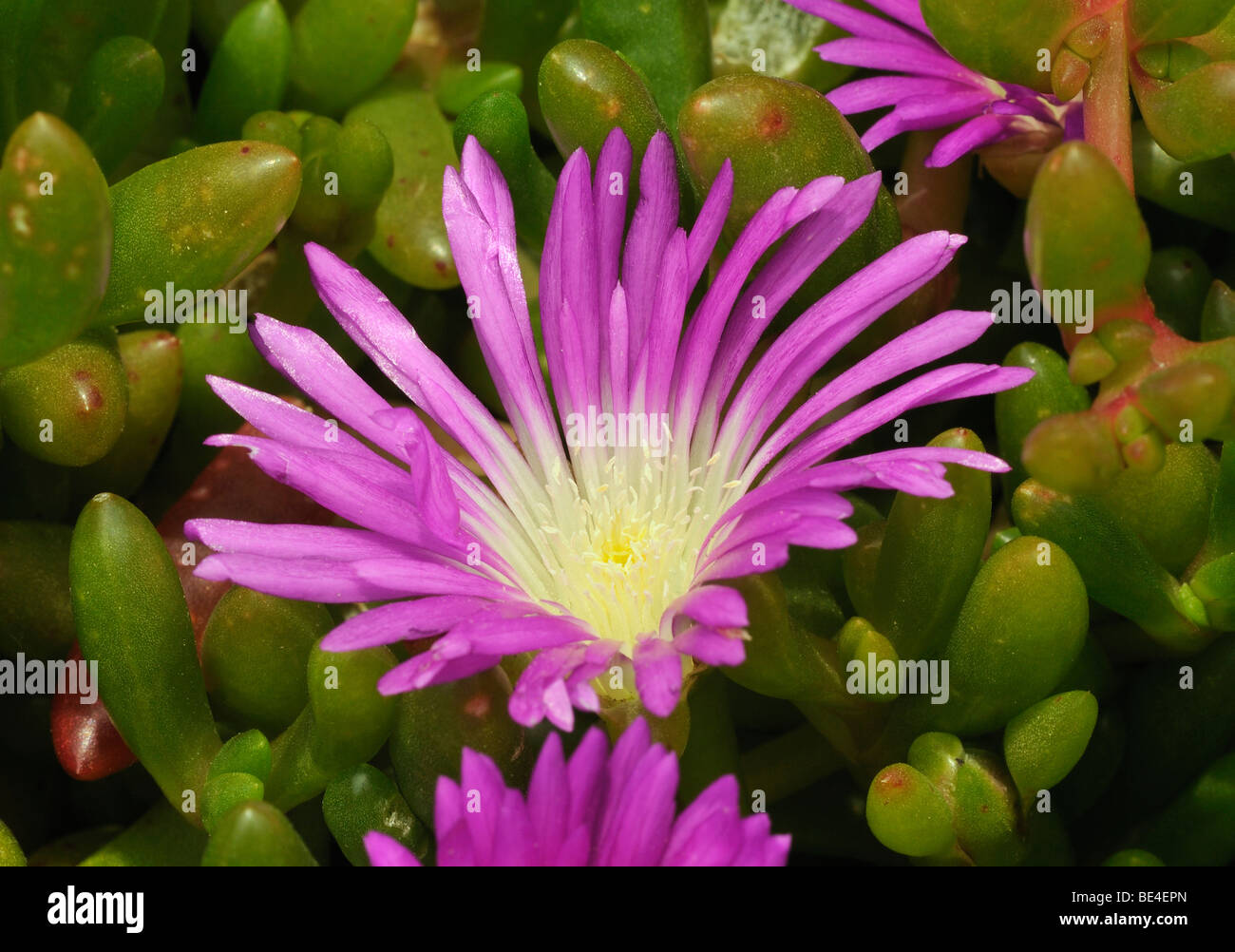 Purple Dewplant - Disphyma crassifolium Growing over cliffs on The ...