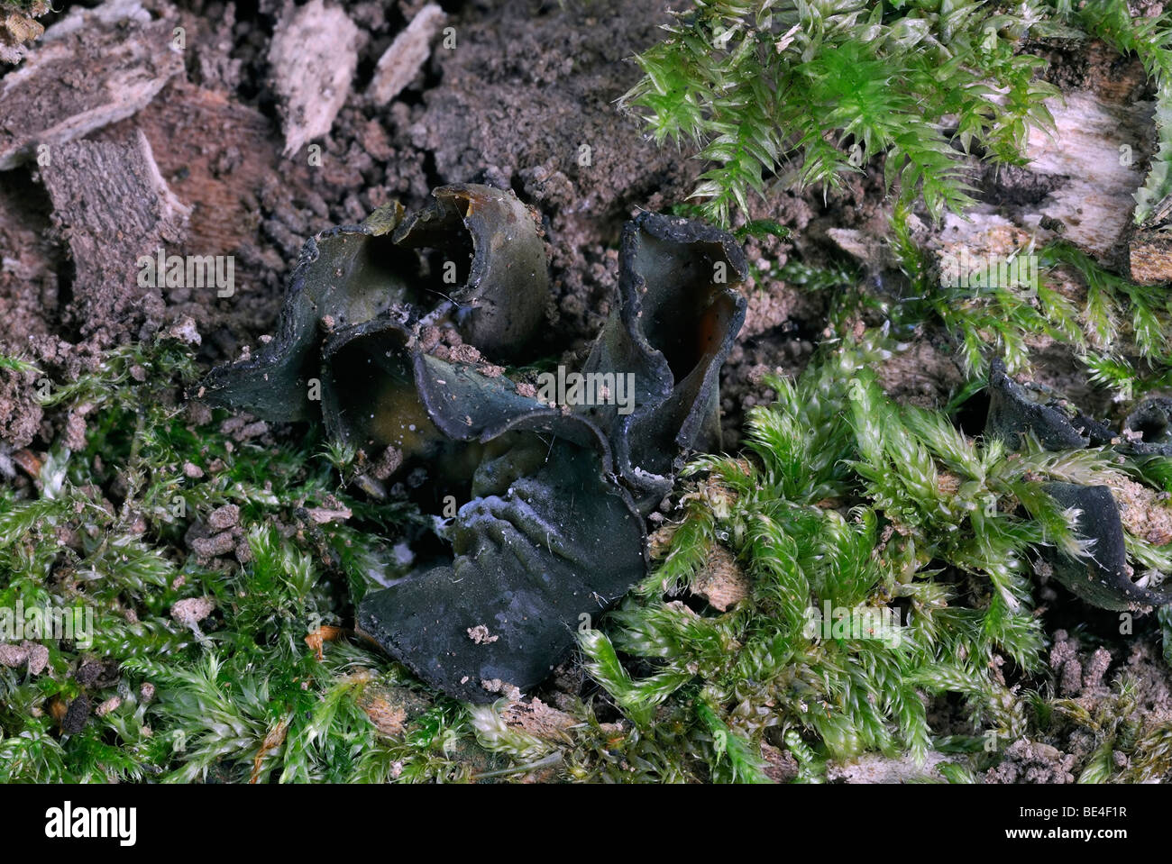 Versiform hi-res stock photography and images - Alamy