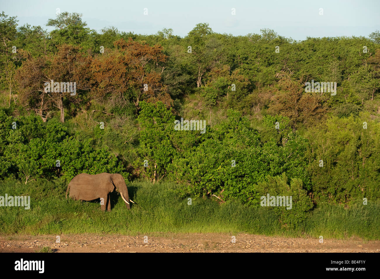 African elephant on the bank of the shingwedzi river ( Loxodonta ...