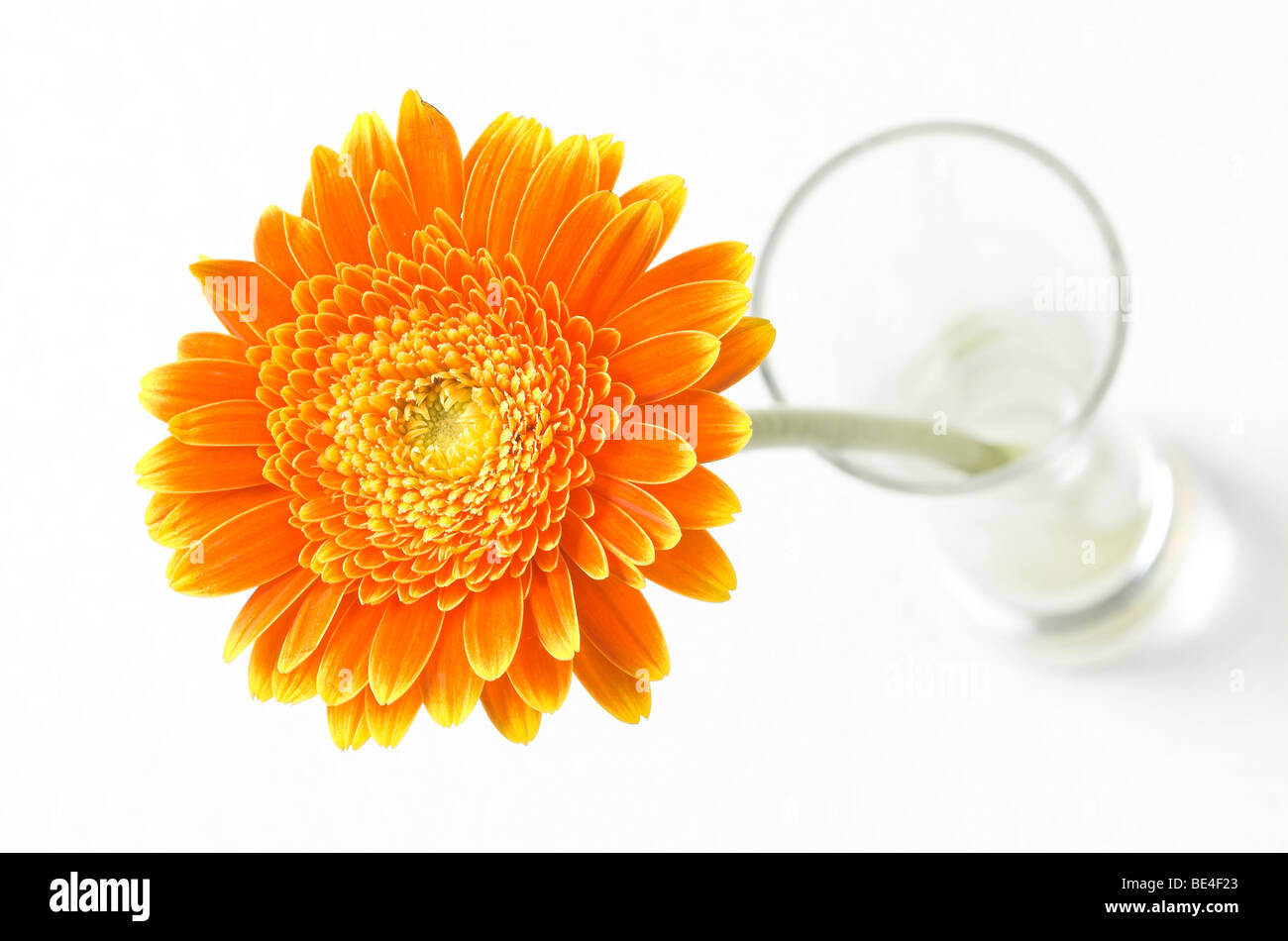 Gerbera in Vase Stock Photo - Alamy