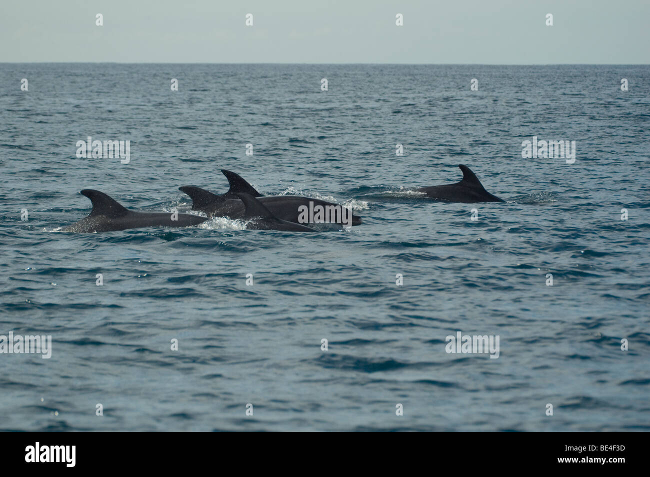 Bottlenose Dolphin (Tursiops truncatus Stock Photo - Alamy Bottlenose Dolphin (Tursiops truncatus Stock Photo - Alamy