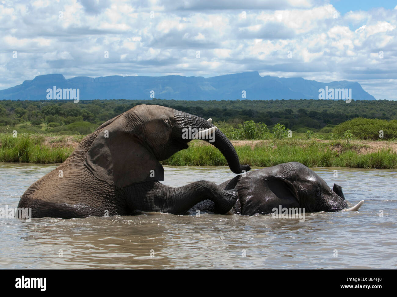 African elephants bathing ( Loxodonta africana africana), Kapama Game ...