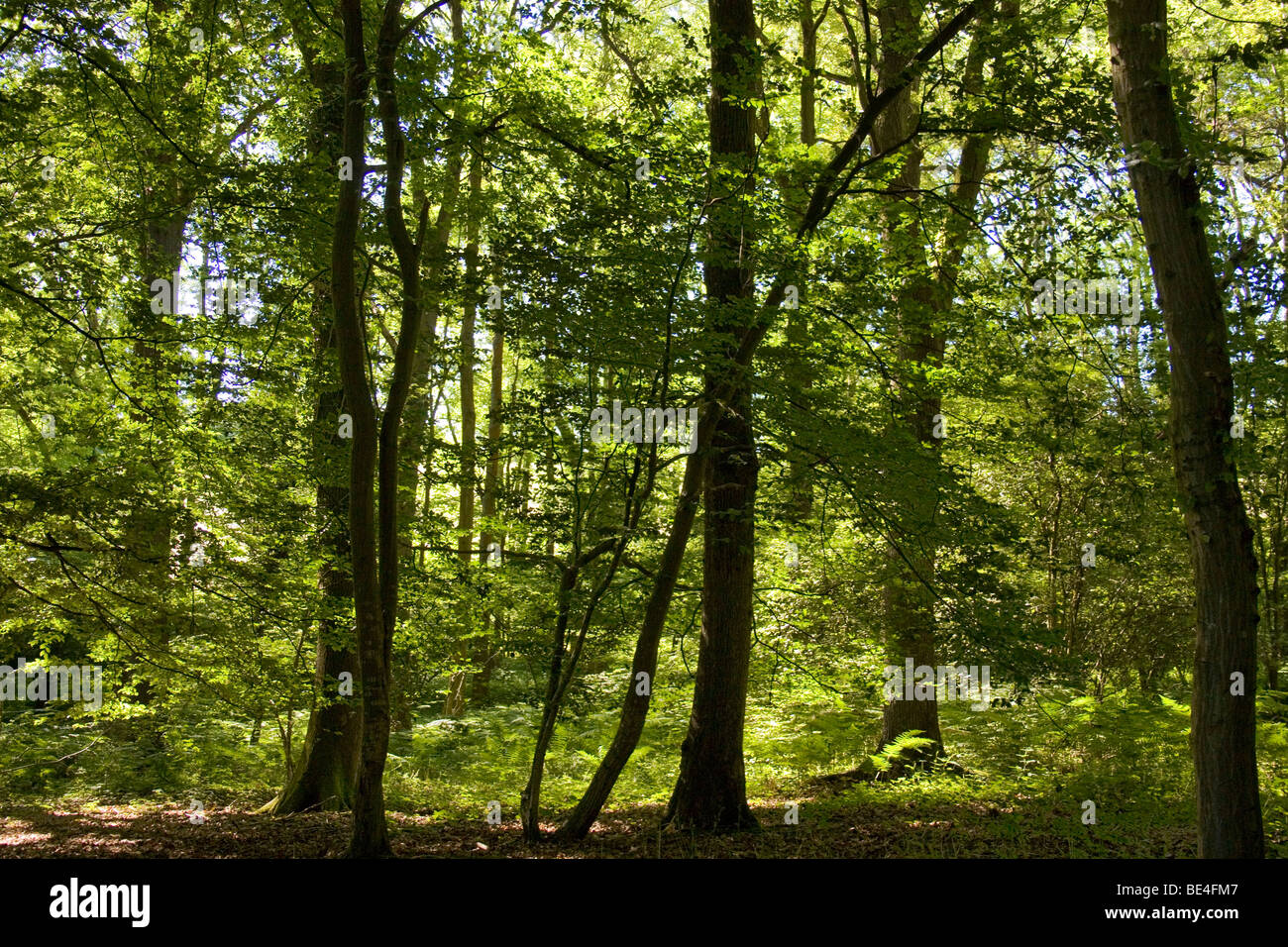 Sunlight dappled forest glade in Surrey, UK Stock Photo - Alamy