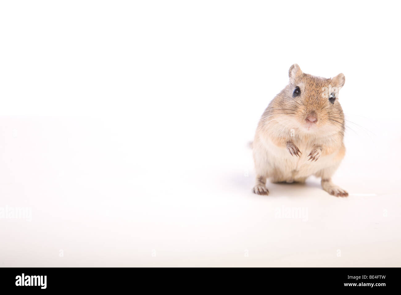 Gerbil photographed in studio setting Stock Photo - Alamy