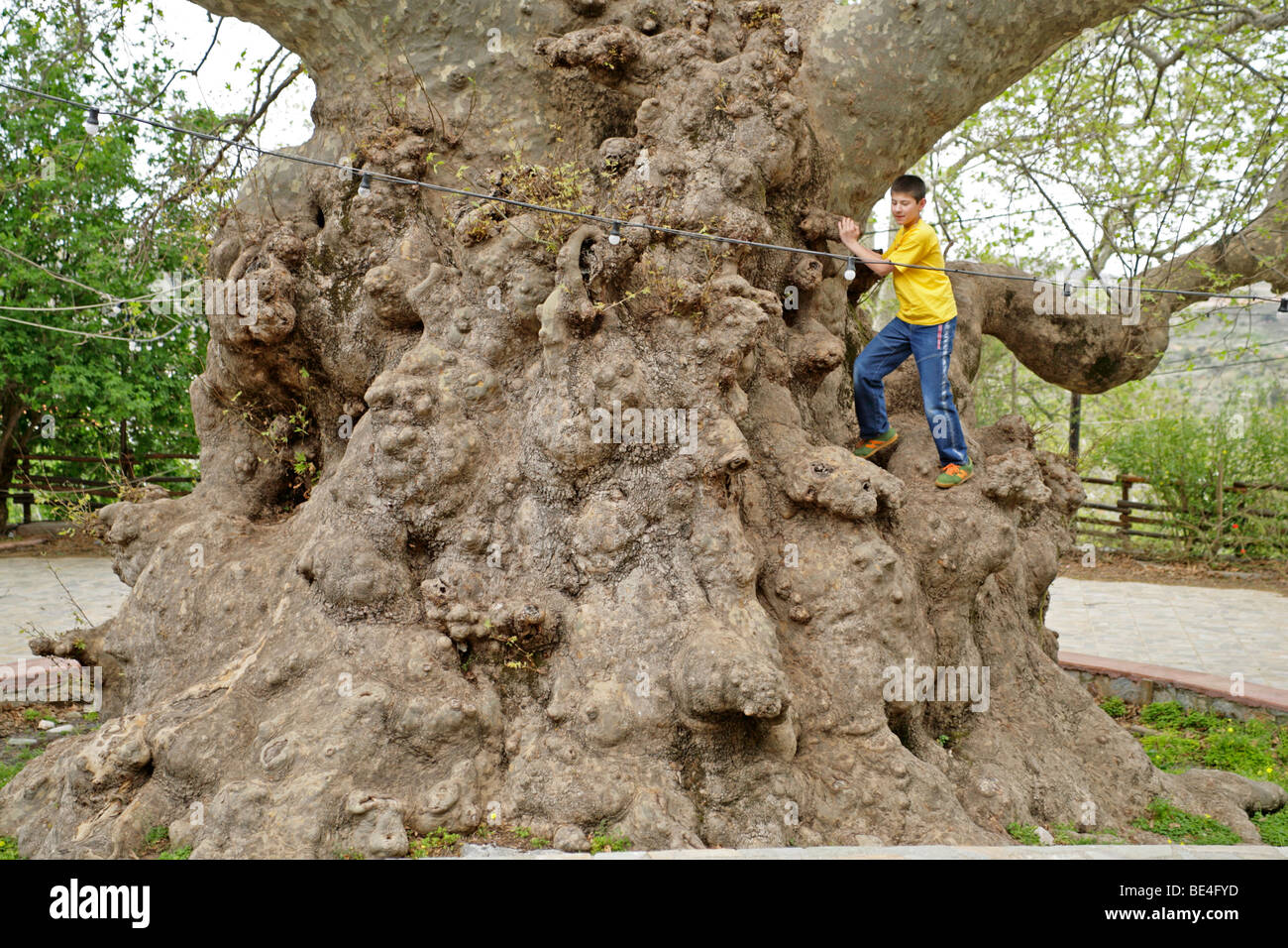 young boy climbing a big sycamore tree in Krasi in the Province of ...