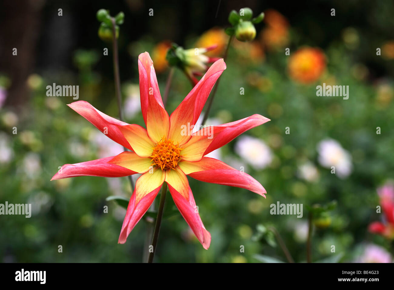 Flower of an Orchid Dahlia (Dahlia hybrida Stock Photo - Alamy