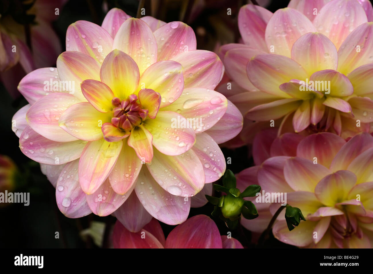 Flower of a Dahlia (Dahlia hybrida Stock Photo - Alamy