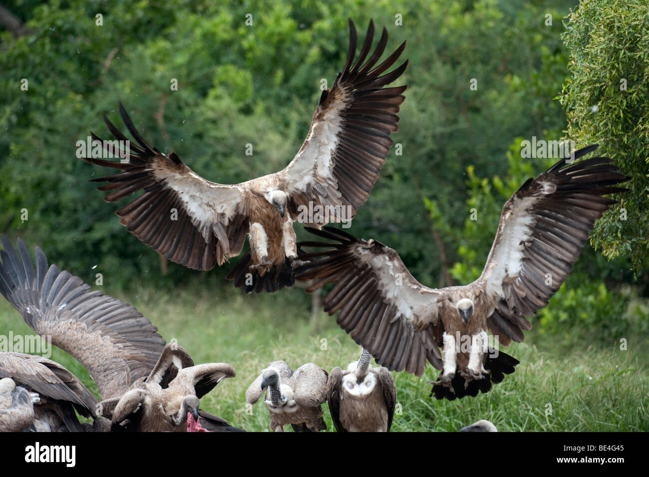 White-backed vulture (Gyps africanus), Hoedspruit Endangered Species ...