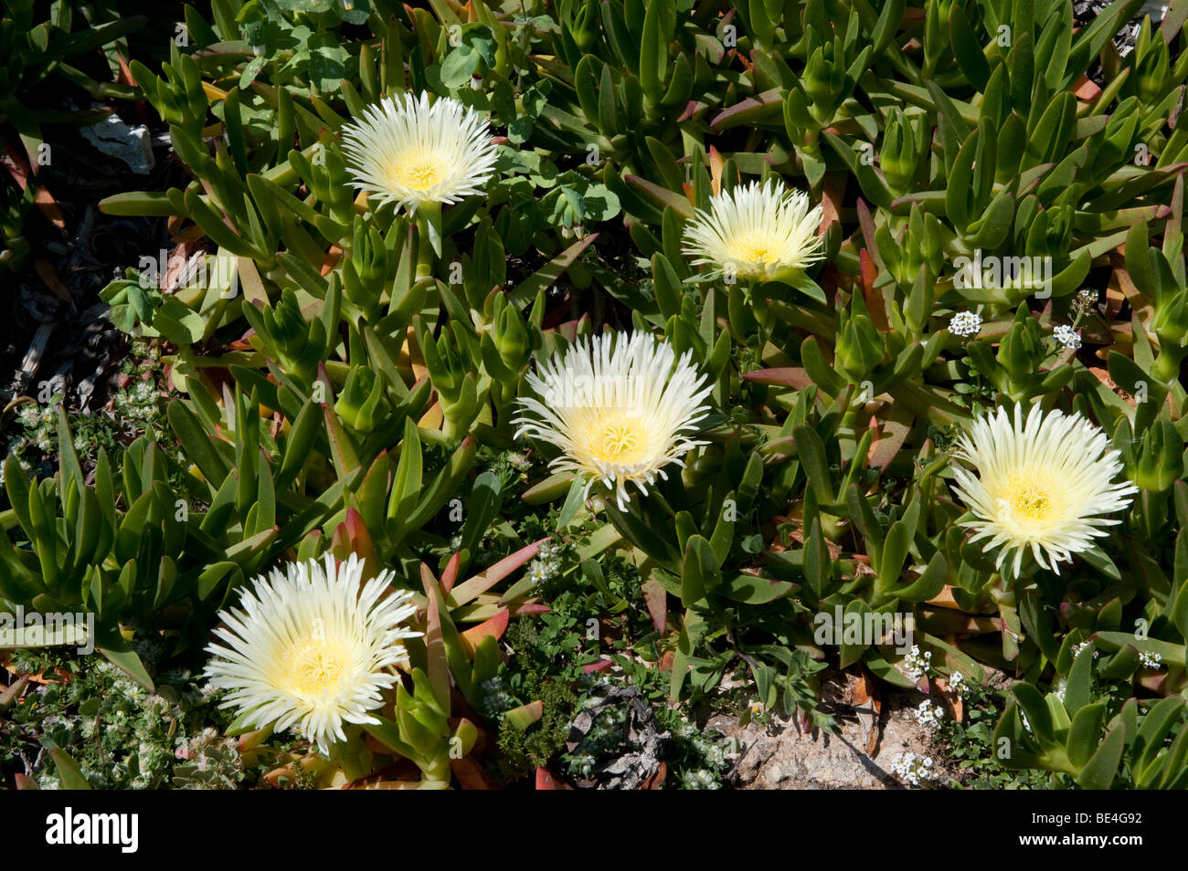 Carpobrotus edulis hi-res stock photography and images - Alamy