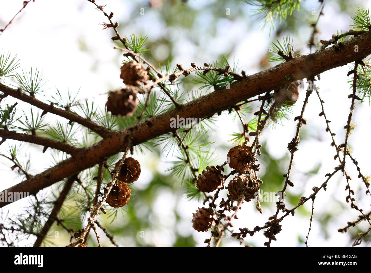 Japanese Larch Branch Larix Kaempferi Summer to Autumn Season Change ...