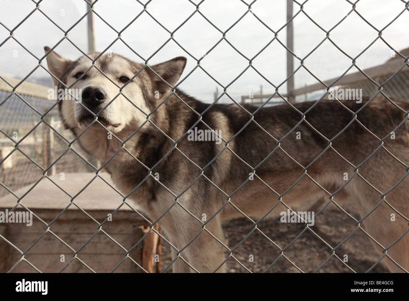 Polar husky Dog Caged Stock Photo - Alamy