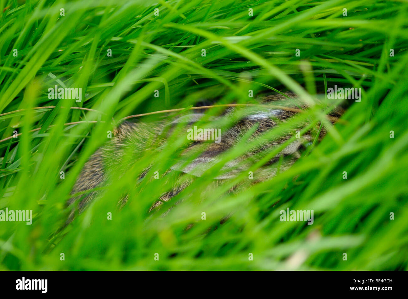 Rabbit hiding in brush hi-res stock photography and images - Alamy