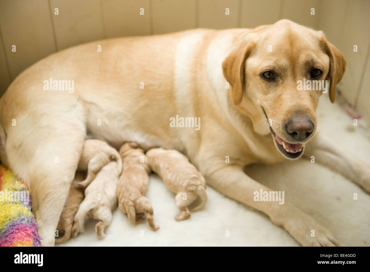 New born Puppies Feeding Stock Photo - Alamy