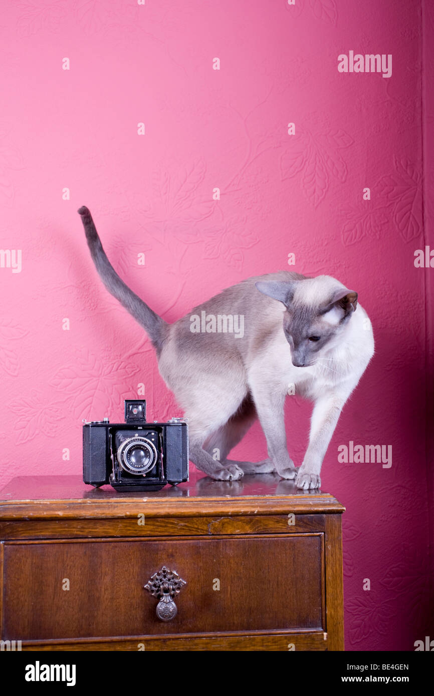 Pouncing cat hi-res stock photography and images - Alamy