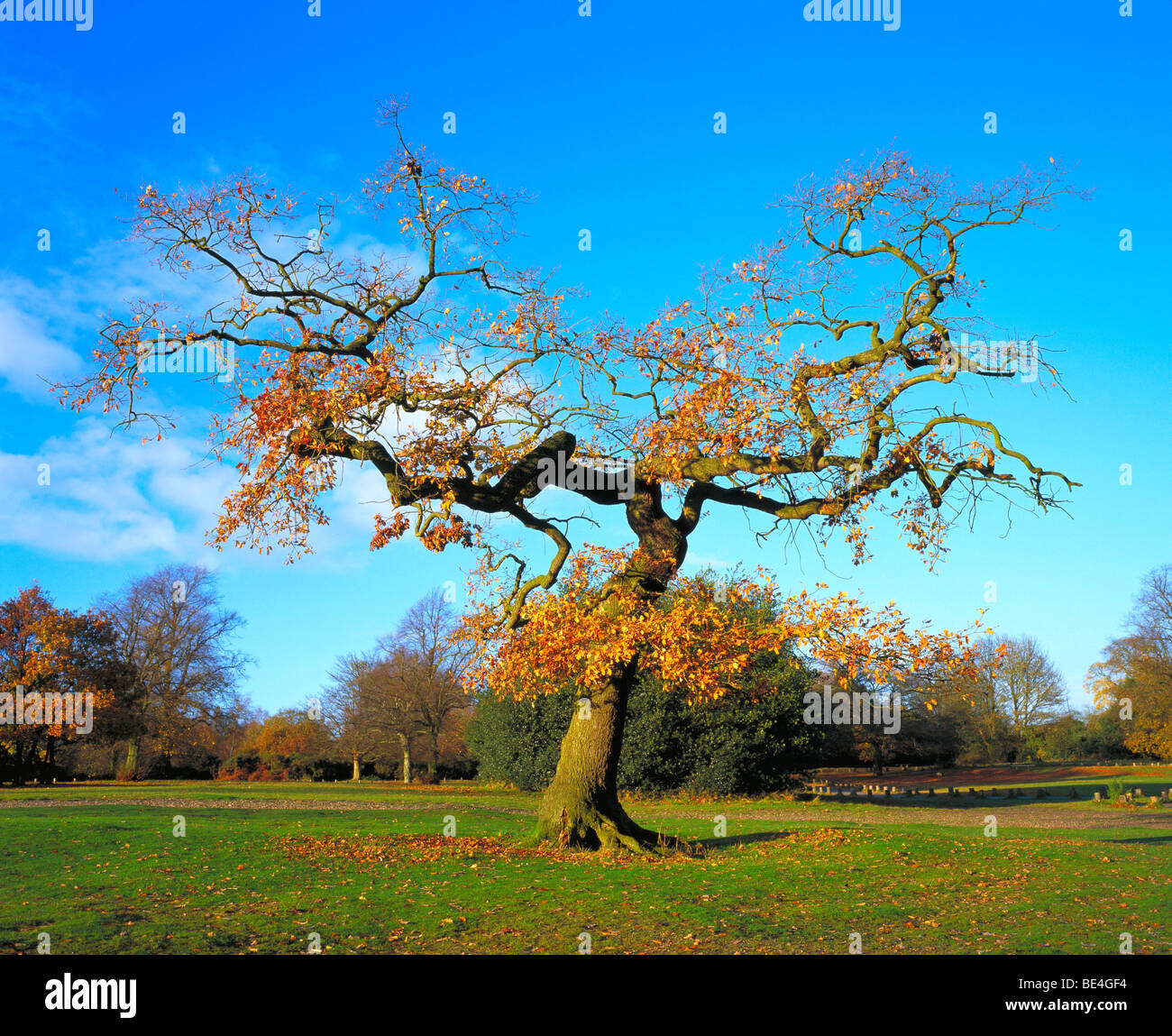 Sutton Park Sutton Coldfield Birmingham West Midlands gnarled oak tree ...