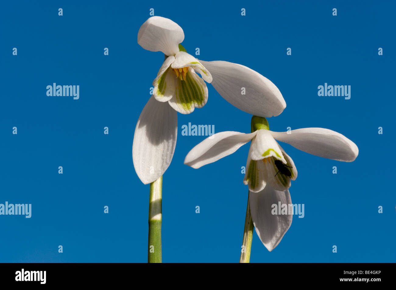 Galanthus nivalis flower hi-res stock photography and images - Alamy