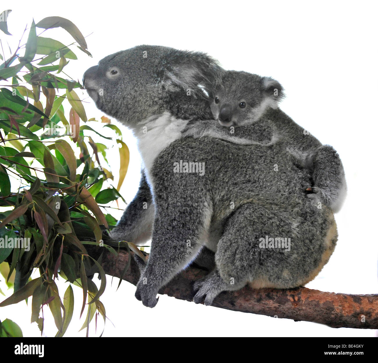 Koalas eating eucalyptus hi-res stock photography and images - Alamy