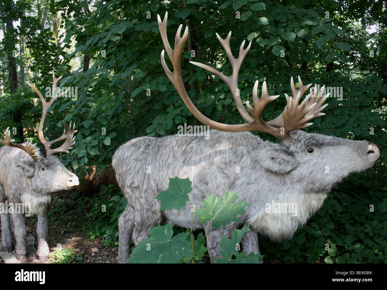 Prehistoric Deer Species