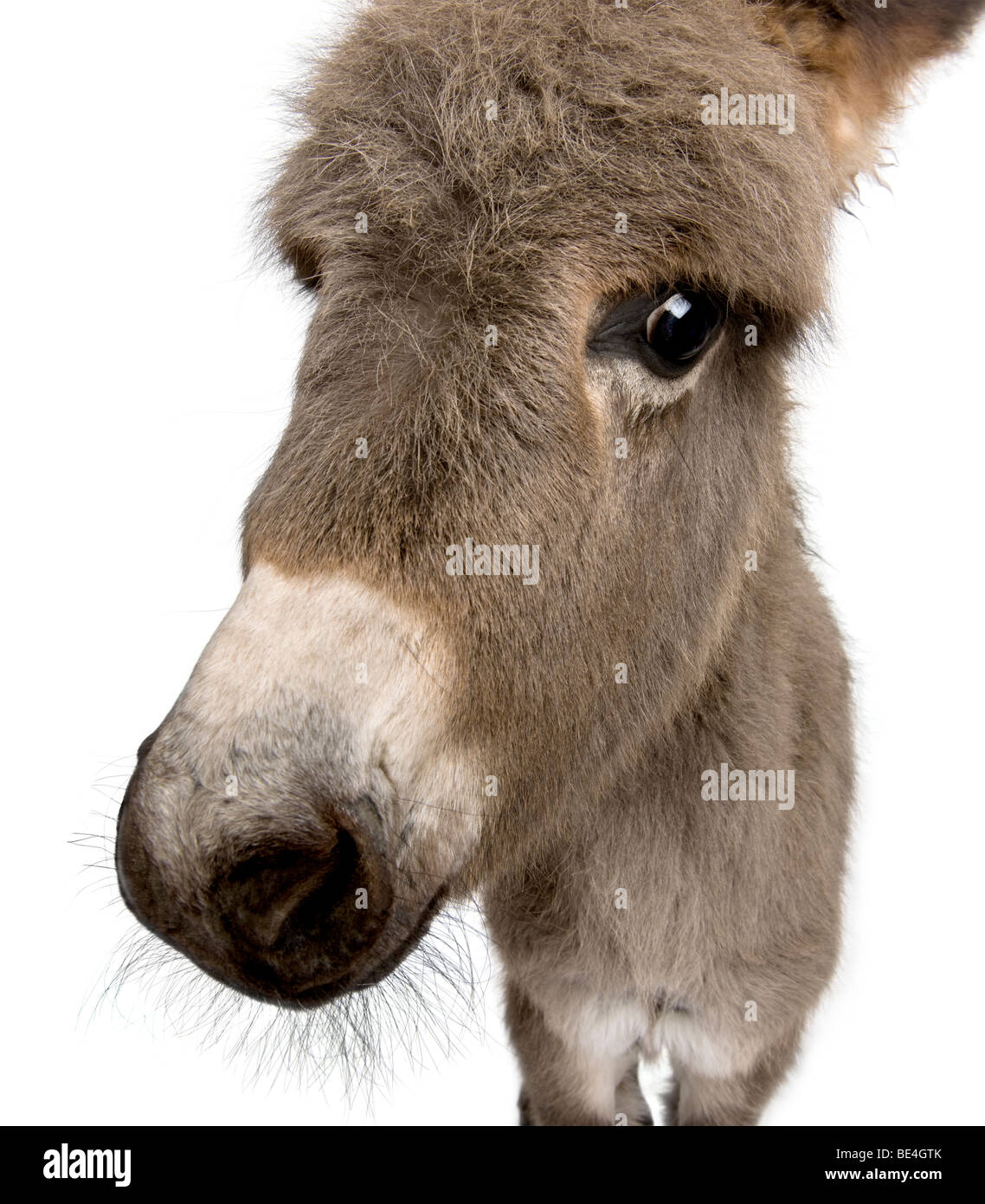 Close-up portrait of donkey foal, 2 months old, against white ...