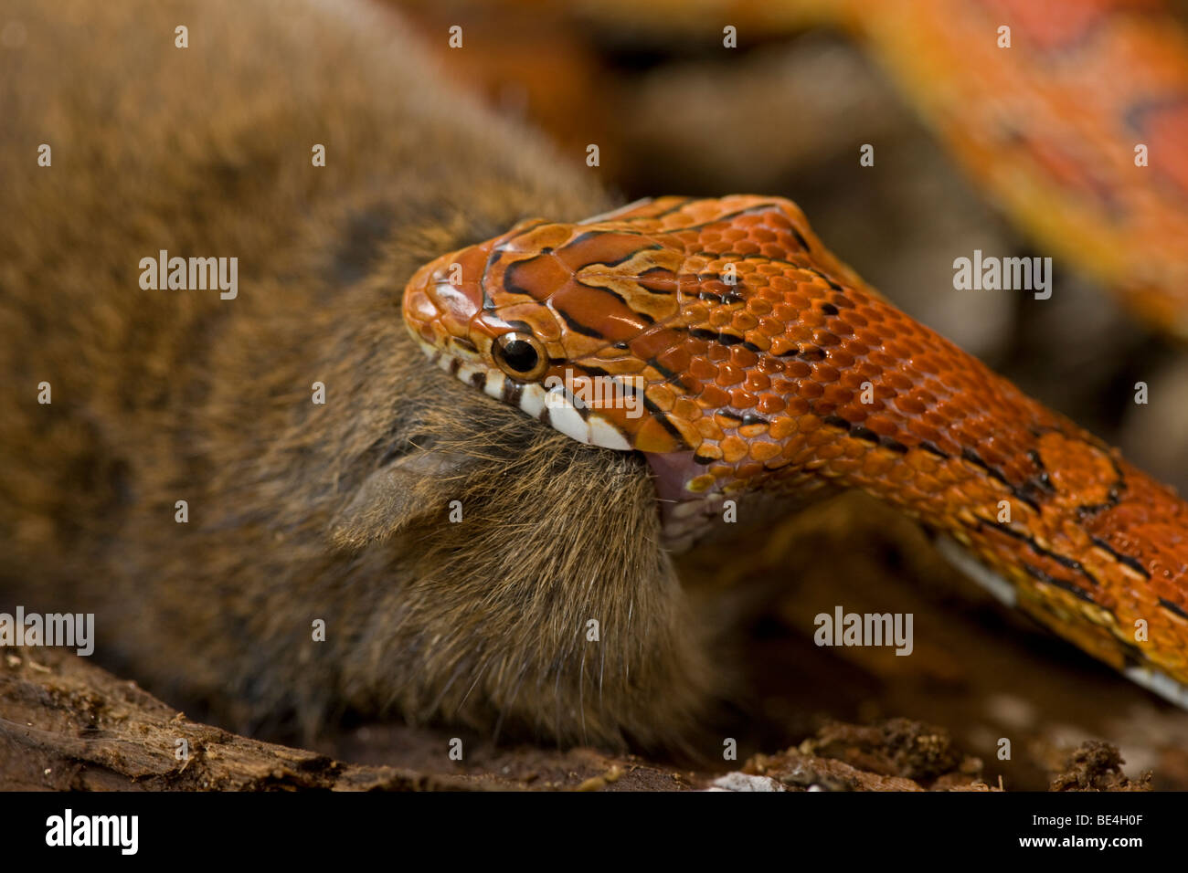 Corn Snake (Elaphe guttata guttata) Eating Mouse - Captive - USA Stock ...