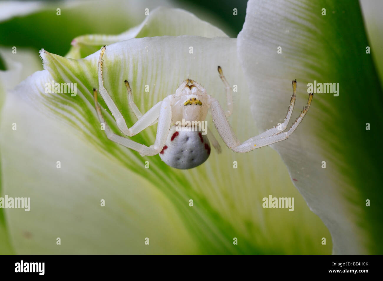 Crab Spider (Misumena vatia Stock Photo - Alamy