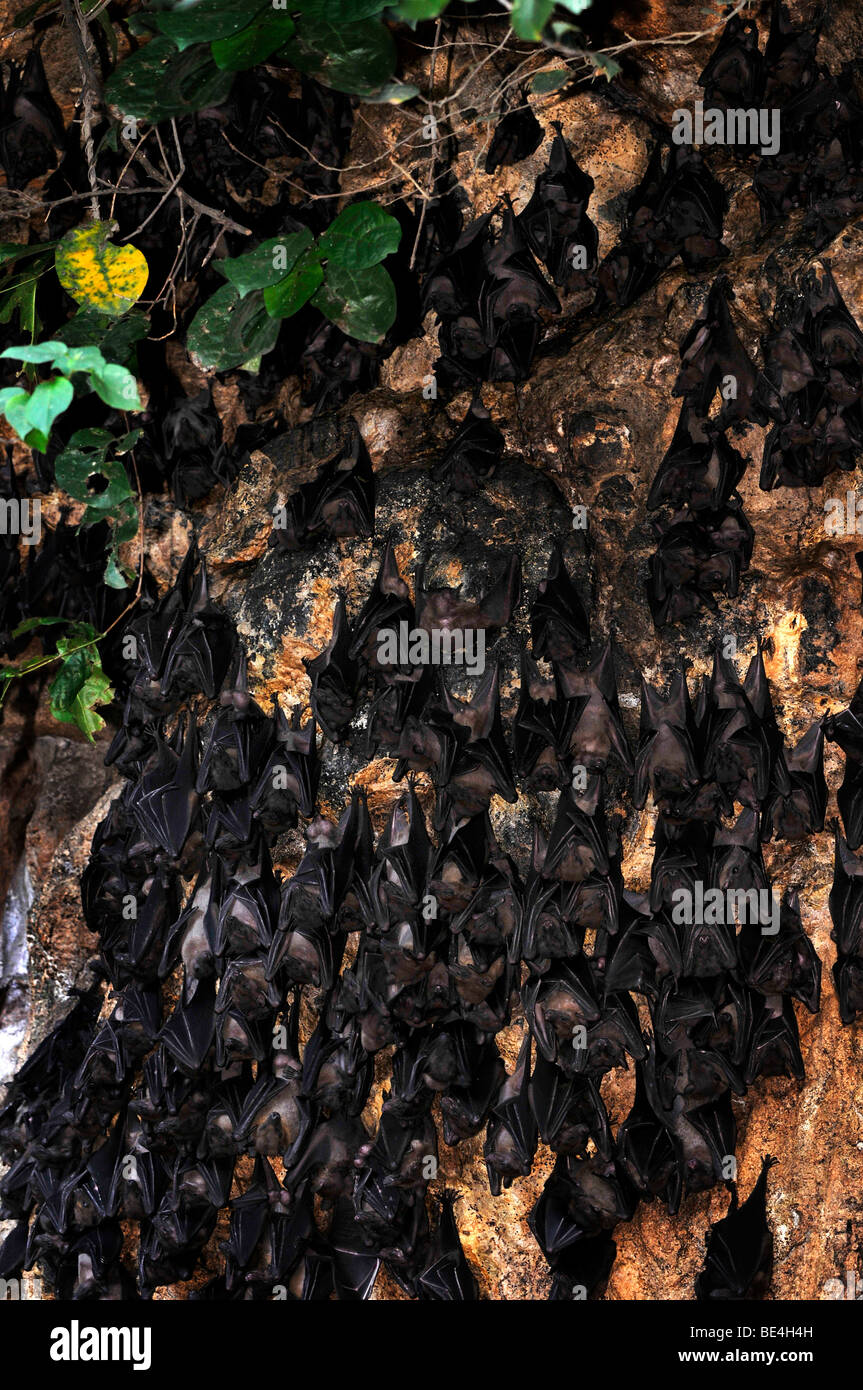 Leaf-nosed Bats (Phyllostomidae), in the Goa-Lawah Temple, bat temple ...