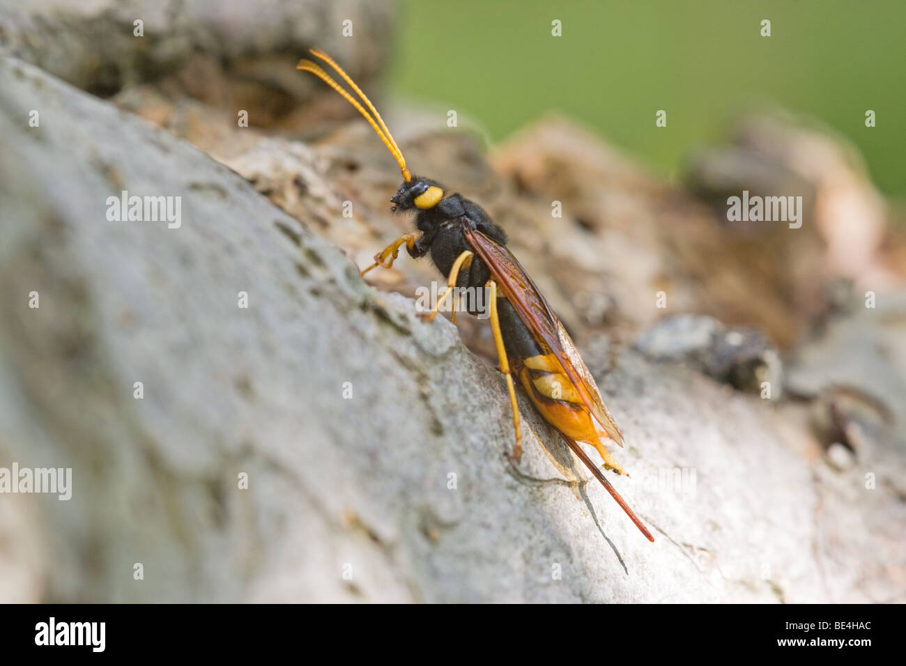 Horntail (Wood Wasp) Urocervus gigas adult insect at rest on a tree ...