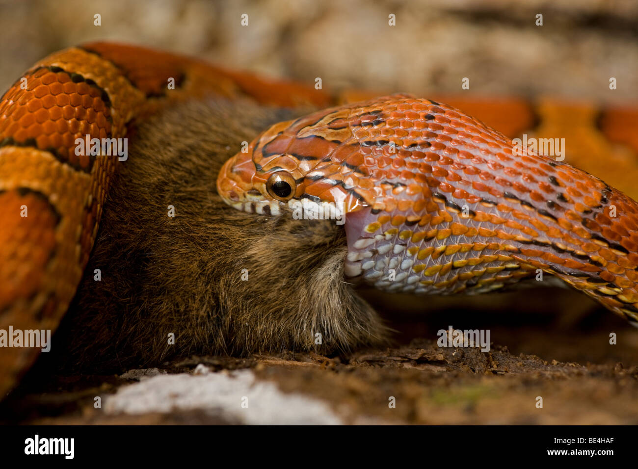 Corn Snake (Elaphe guttata guttata) Eating Mouse - Captive - USA Stock ...