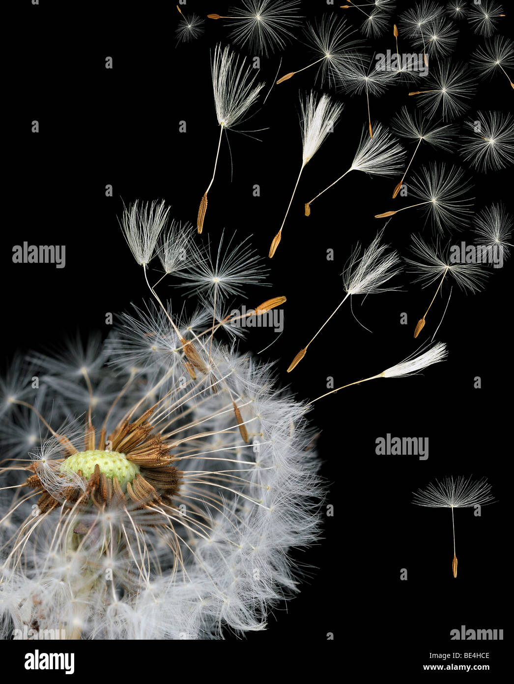 Pappus Dandelion High Resolution Stock Photography and Images - Alamy