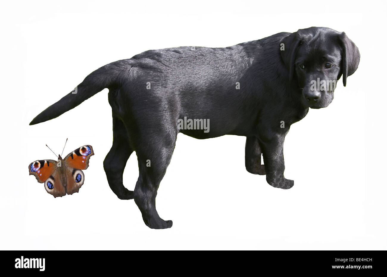 Black labrador looking out Cut Out Stock Images & Pictures - Alamy