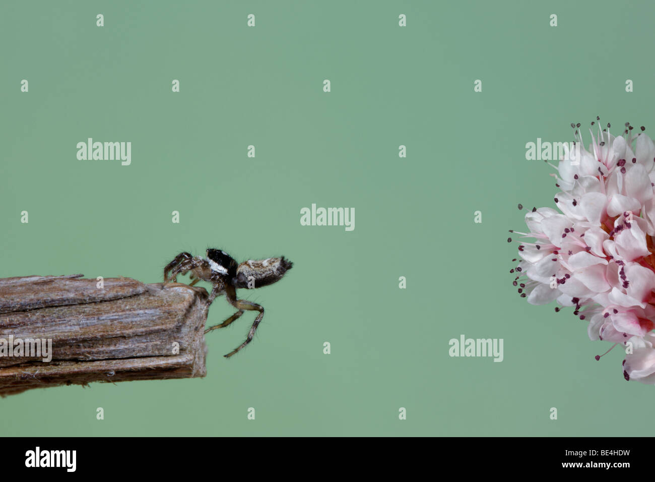 zebra jumping spider Salticus scenicus Stock Photo - Alamy