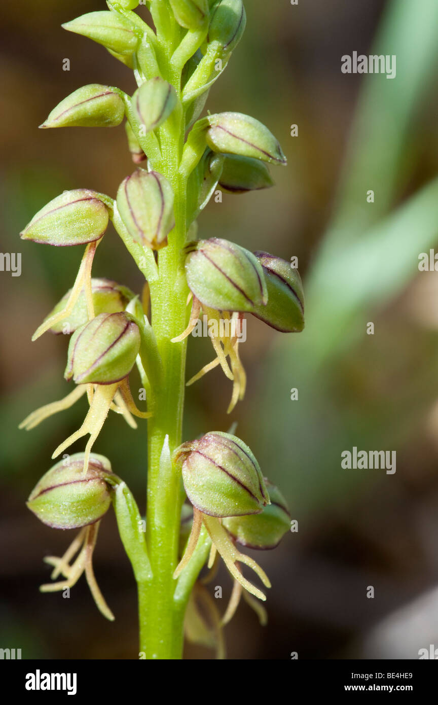 Man Orchid (Orchis anthropophorum Stock Photo - Alamy
