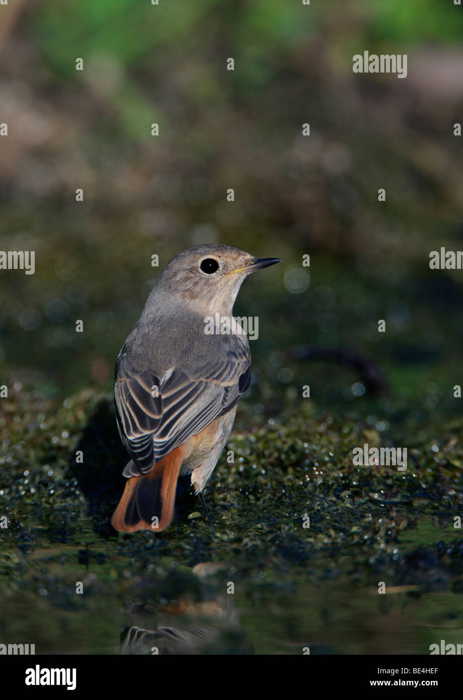 Redstart juvenile hi-res stock photography and images - Alamy