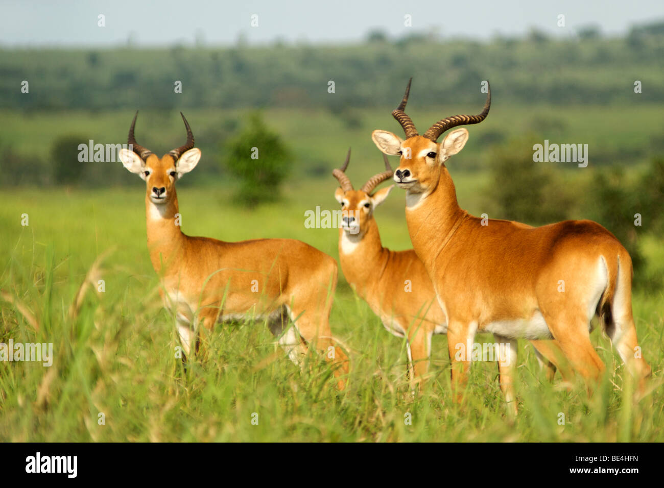 Kob (Kobus kob thomasi) in Murchison Falls National Park in Uganda ...