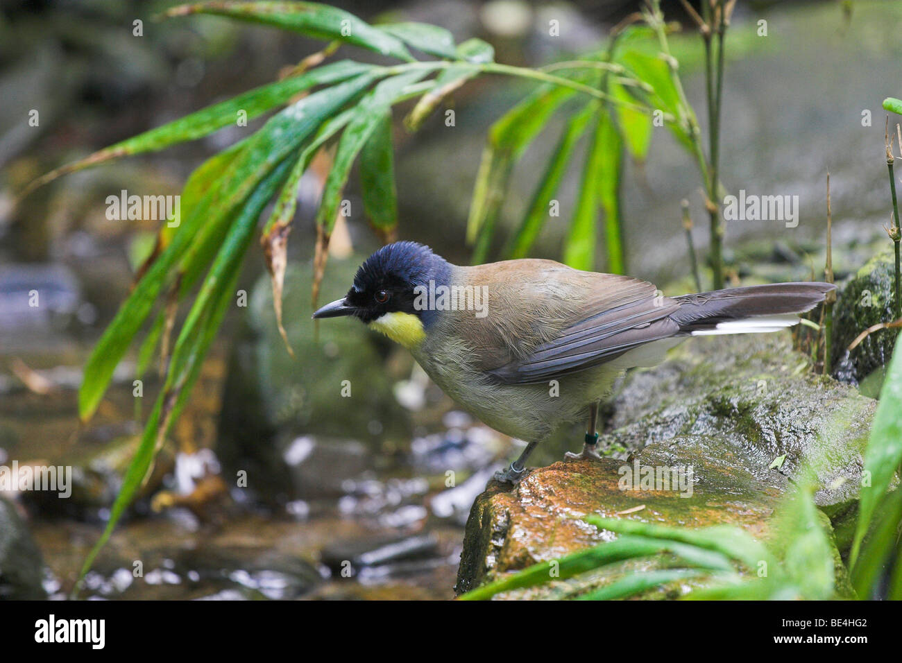 Blue-crowned Laughing Thrush Stock Photo - Alamy