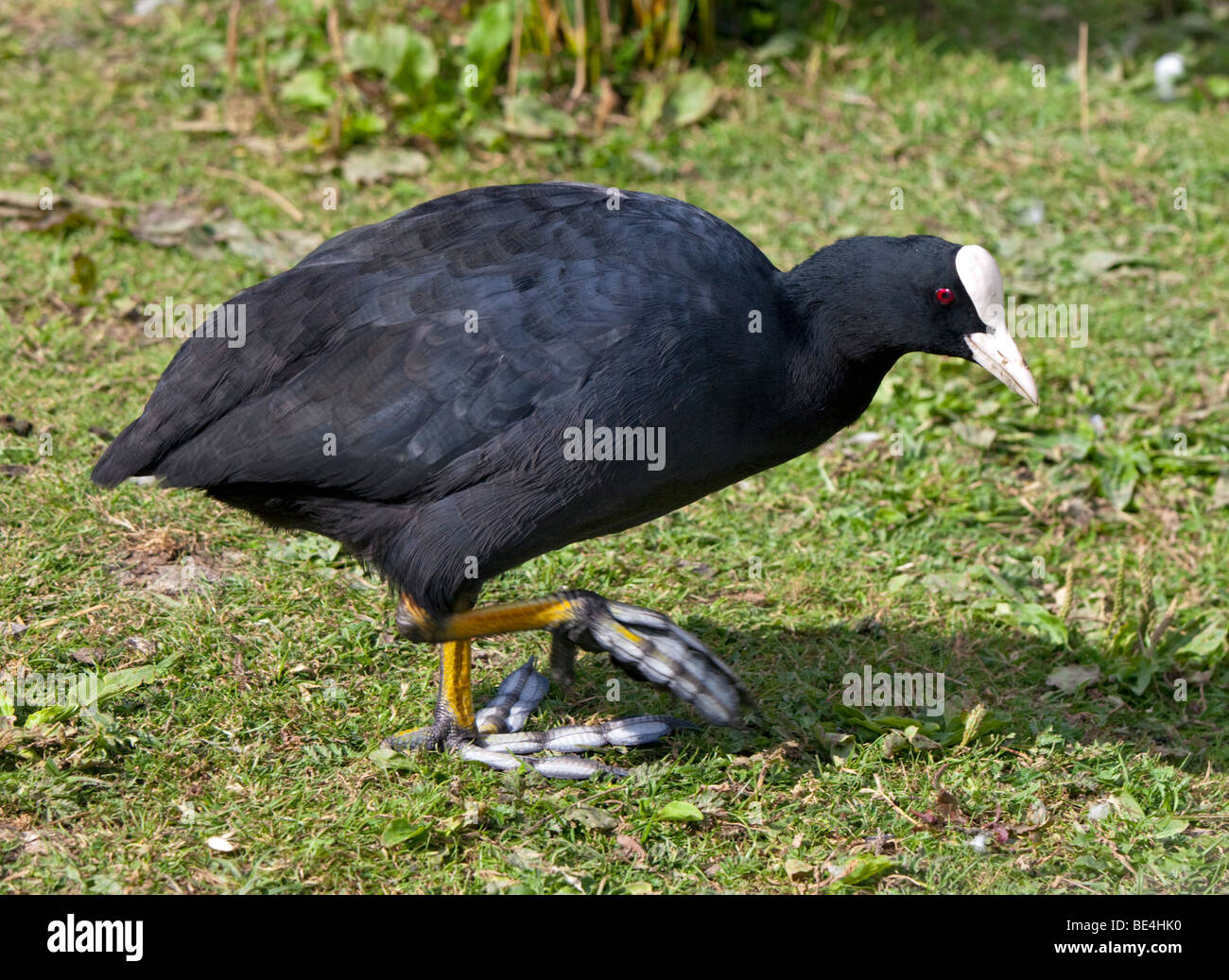 Common coots feet hi-res stock photography and images - Alamy